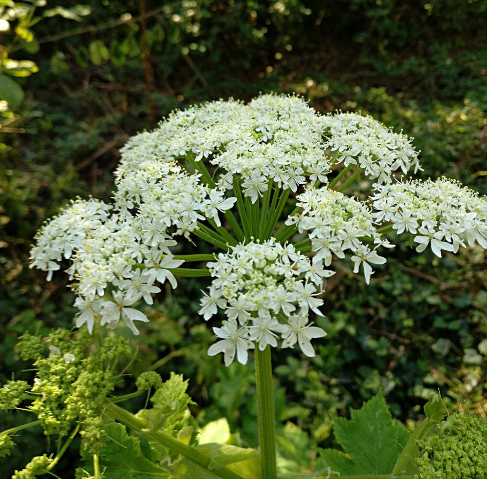 Plant Profile: Cow Parsnip (Heracleum maximum)