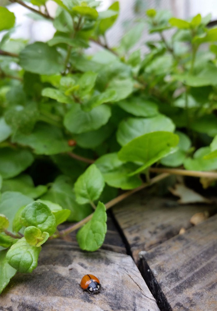 Yerba Buena: A Refreshing Native Steeped in History