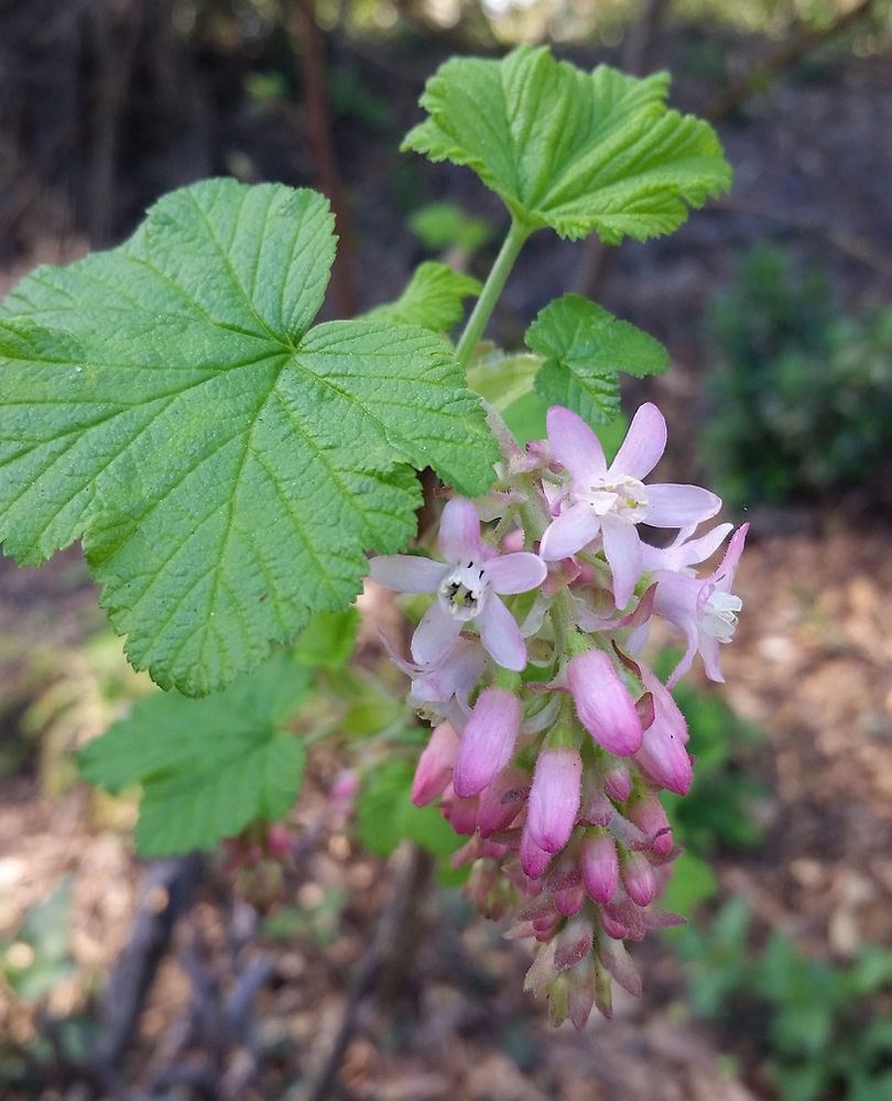 Plant Profile: Pink Flowering Currant