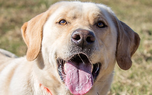 Mussel Dogs | Quagga and Zebra Mussel Detection | United States