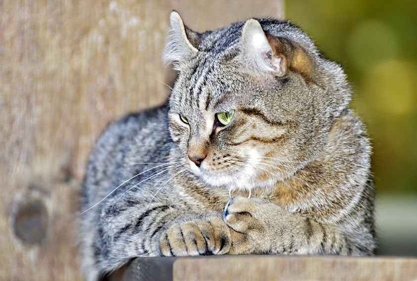Highland Lynx | Race de chat | Animal Expert St-Bruno