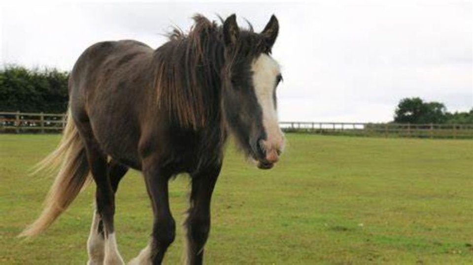 Council need to ensure horse sanctuary can be relocated
