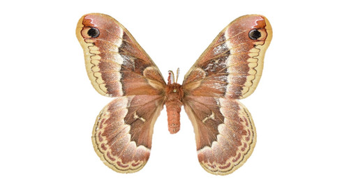 Promethea Moth Cocoons | DesignedforDiscovery