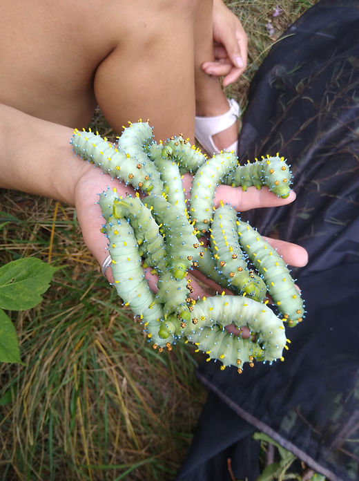 cecropia-moth-eggs-for-sale-factory-store-brunofuga-adv-br