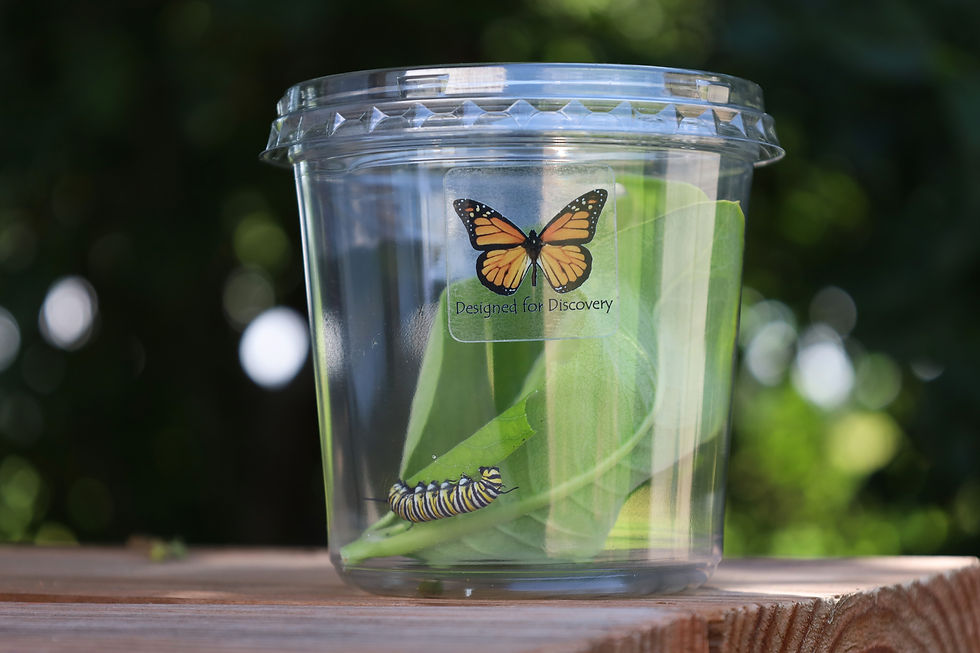 Monarch Life Cycle Kits | DesignedforDiscovery