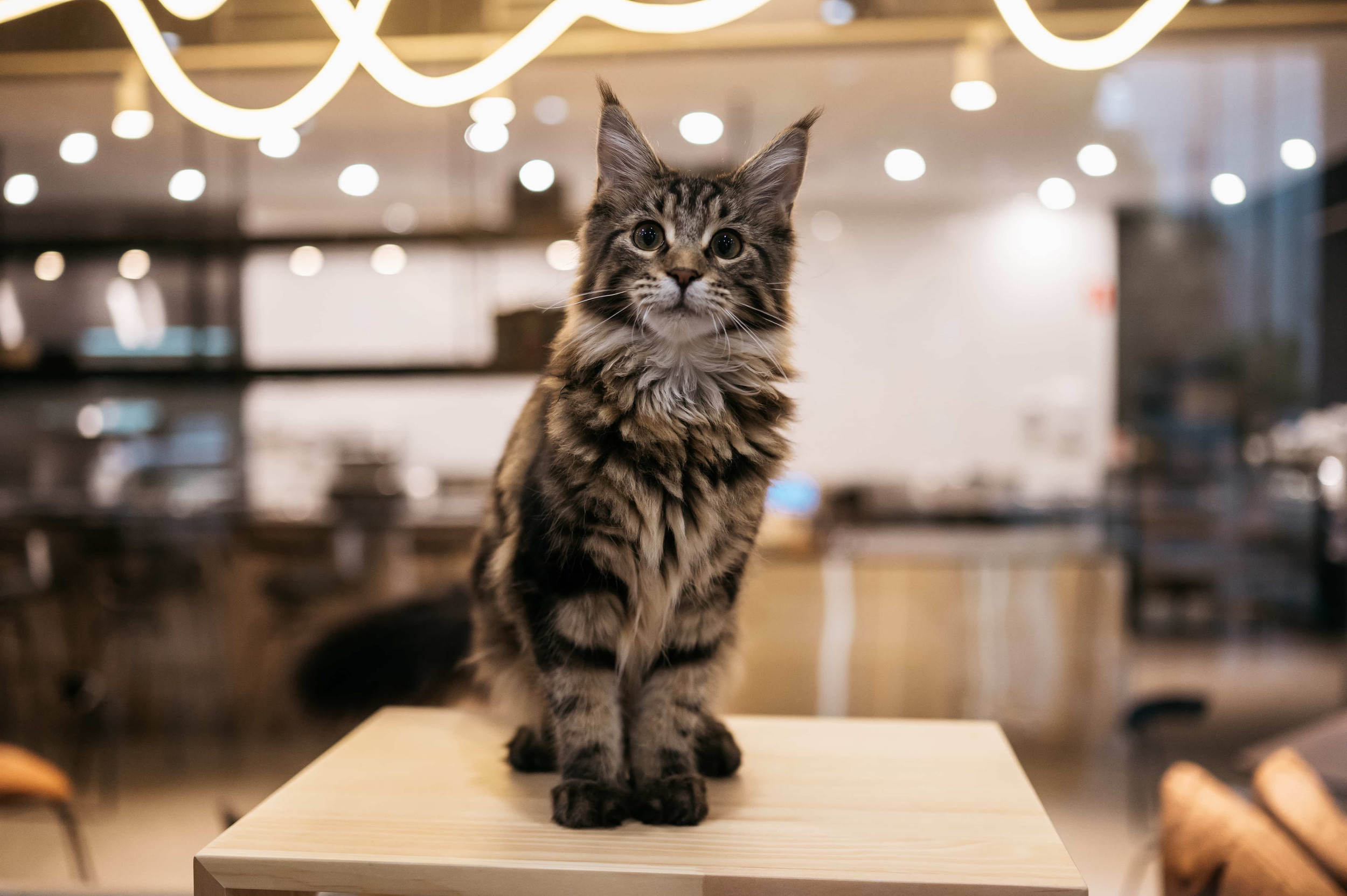 Pokemeow Café Fx Australia