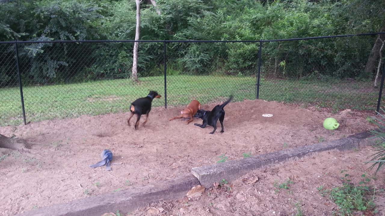 Dog & puppy boarding