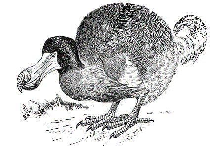 Diricawl Feather | Magical Alley