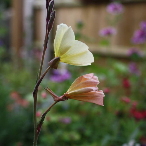 Evening Primrose / Oenothera versicolor 'Lemon Sunset' | Horfield Greenary