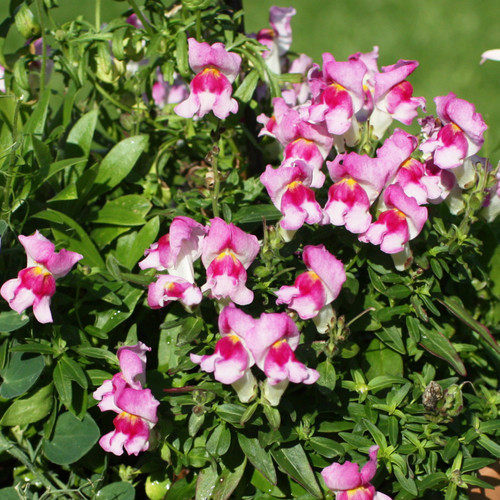 Dwarf Snapdragon / Antirrhinum majus 'Plum Blossom' | Horfield Greenary