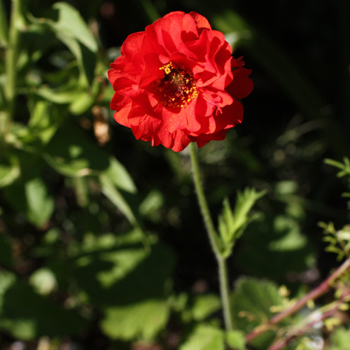 Geum 'Blazing Sunset' | Horfield Greenary
