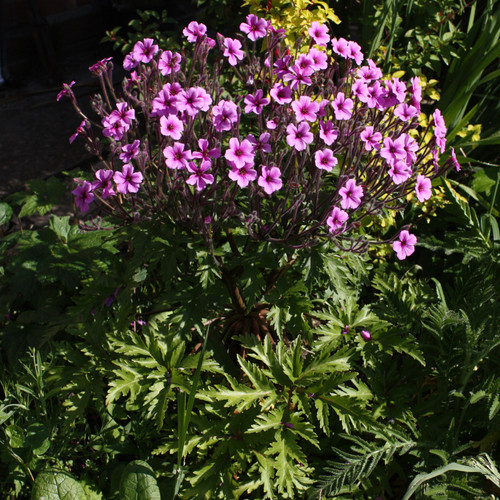 Giant Herb Robert / Geranium maderense | Horfield Greenary