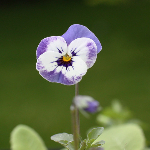 Viola cornuta 'Sorbet Delft Blue' | Horfield Greenary