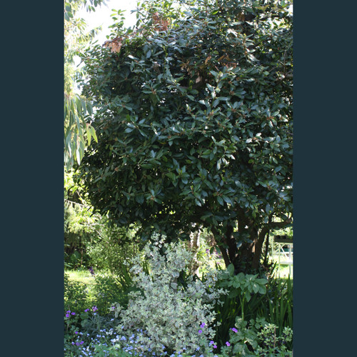 Bay Tree / Laurus nobilis | Horfield Greenary