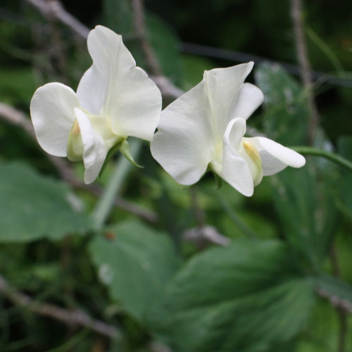 Sweet Pea / Lathyrus odoratus 'Mrs Collier' | Horfield Greenary