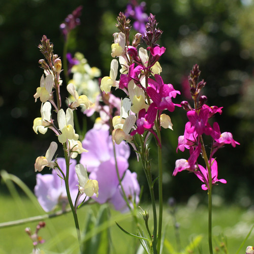 Annual Toadflax / Linaria maroccana 'Fairy Bouquet' | Horfield Greenary
