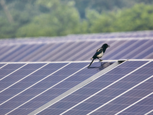 Do I Need to Bird Proof my Solar Panels?