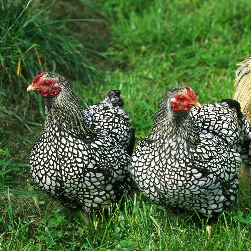 Hühnerrassen – die richtige Auswahl treffen: So geht´s!