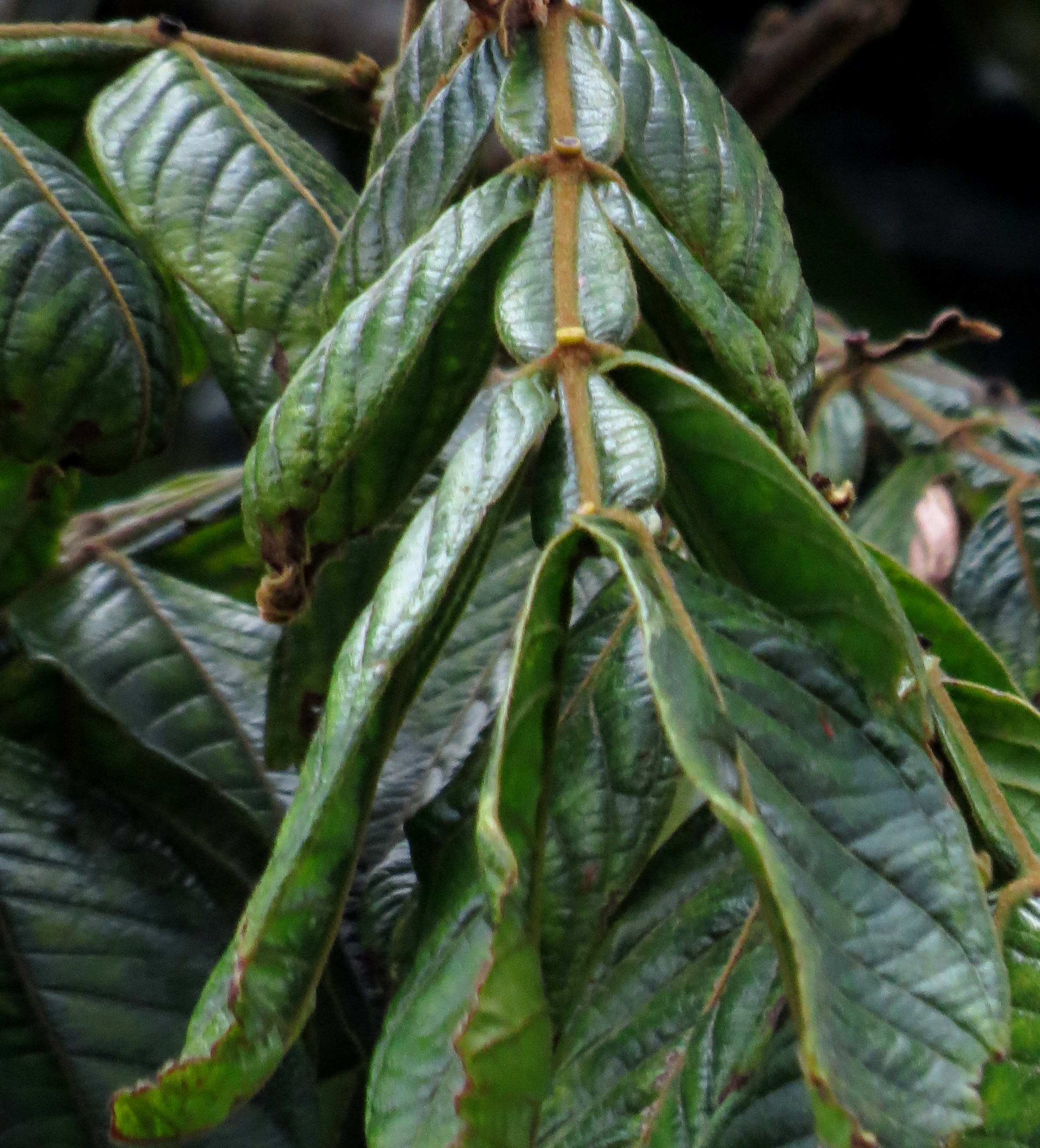Inga edulis - Inga ynga | floradearmenia