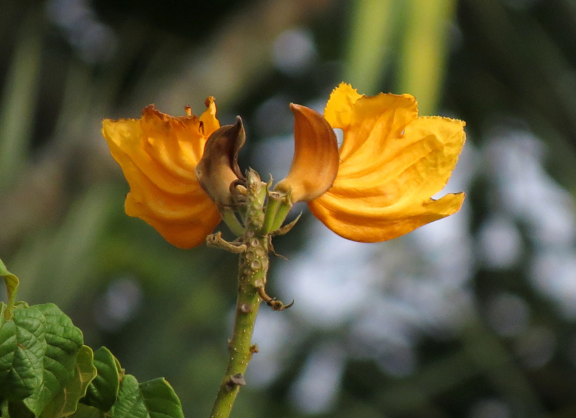 Spathodea campanulata aurea | floradearmenia