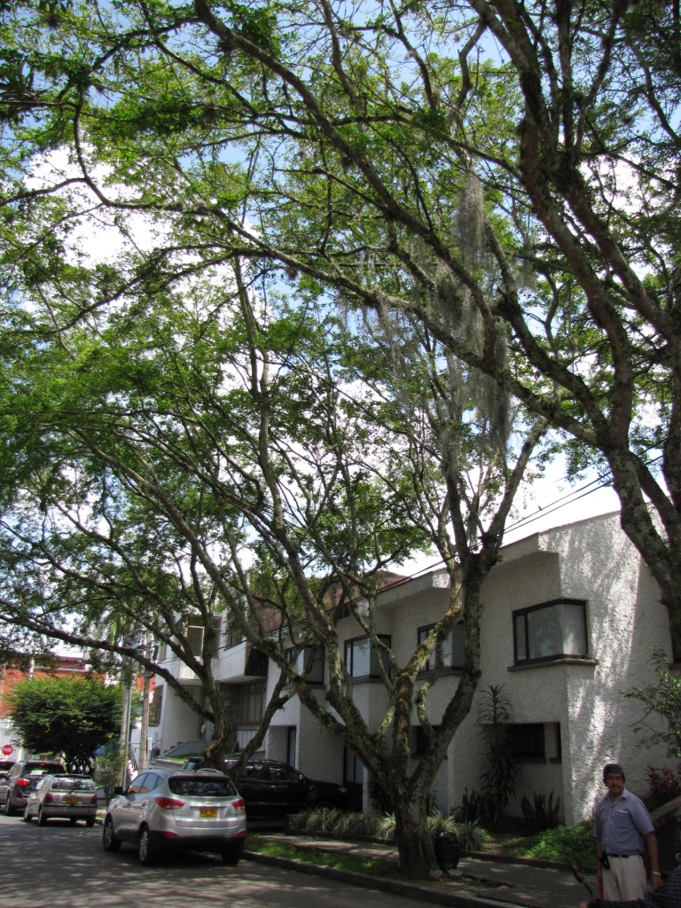 Pithecellobium dulce | floradearmenia