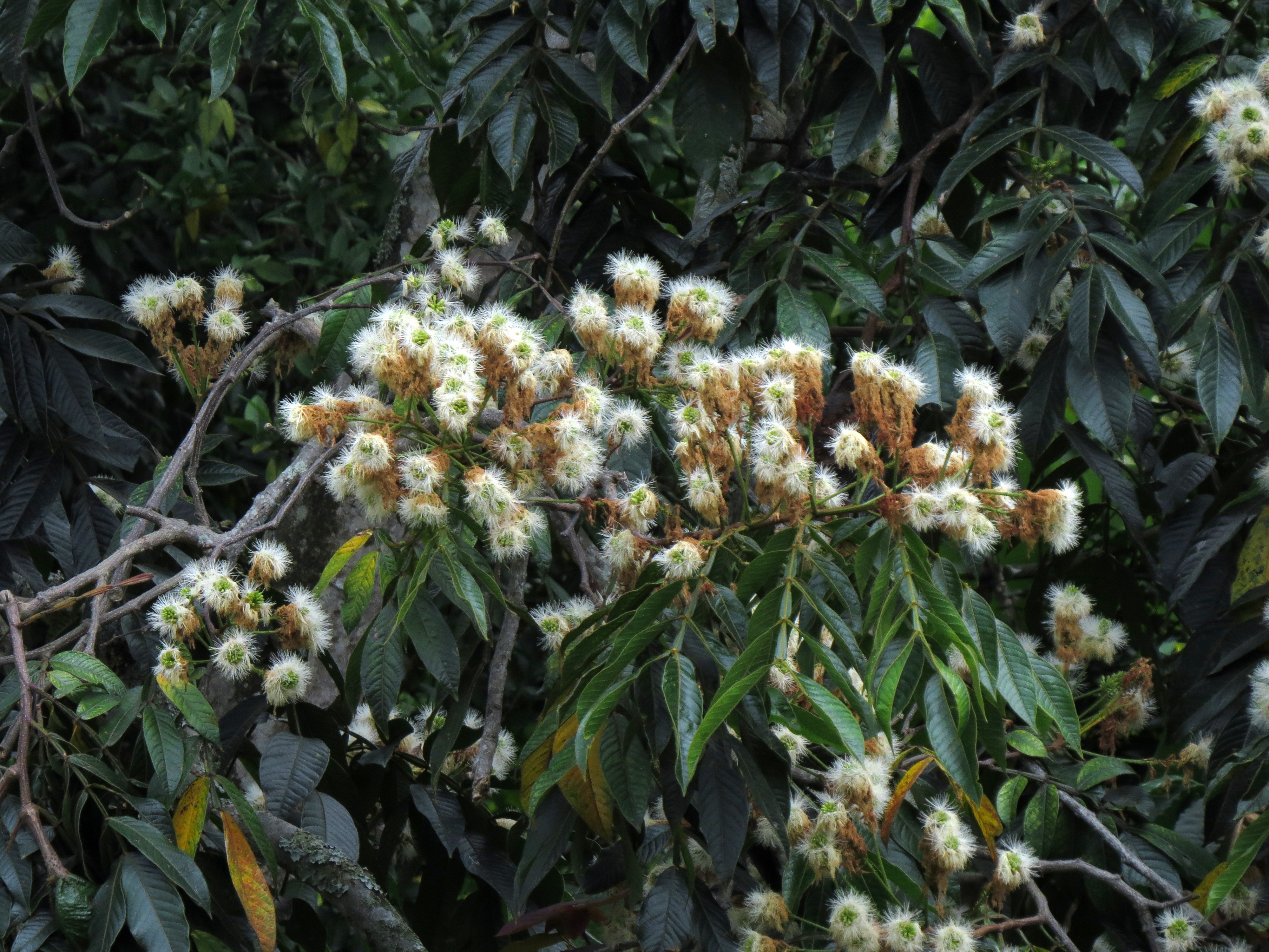 Inga edulis - Inga ynga | floradearmenia