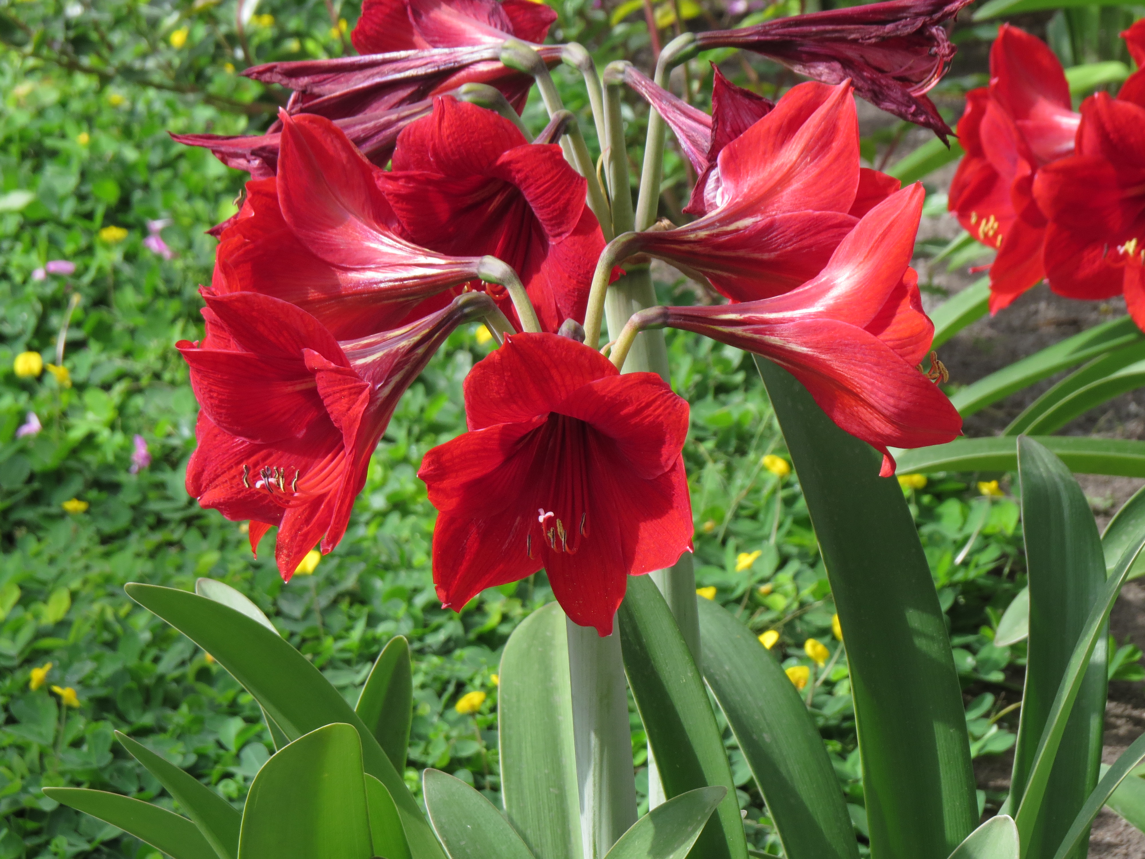 Hippeastrum spp. | floradearmenia