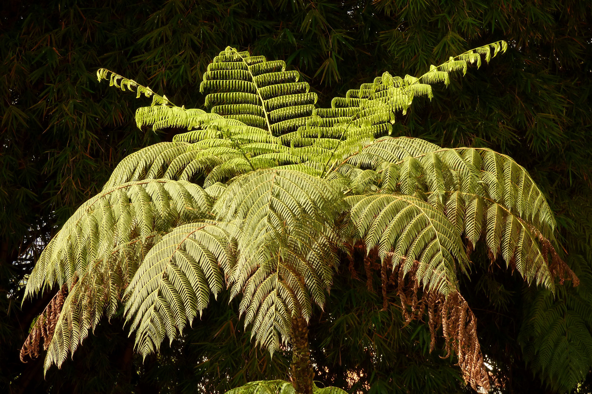 Cyathea caracasana | floradearmenia