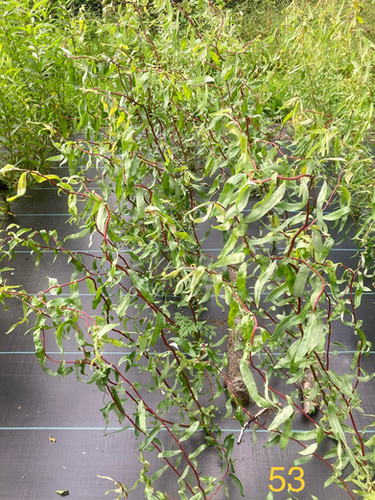 Red Contorted Willow - Salix erythroflexuosa | Deeside Willow