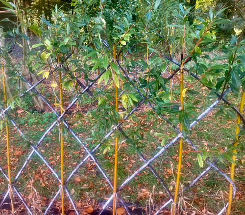 Mixed-Colours - Willow Fedge Kit | Deeside Willow