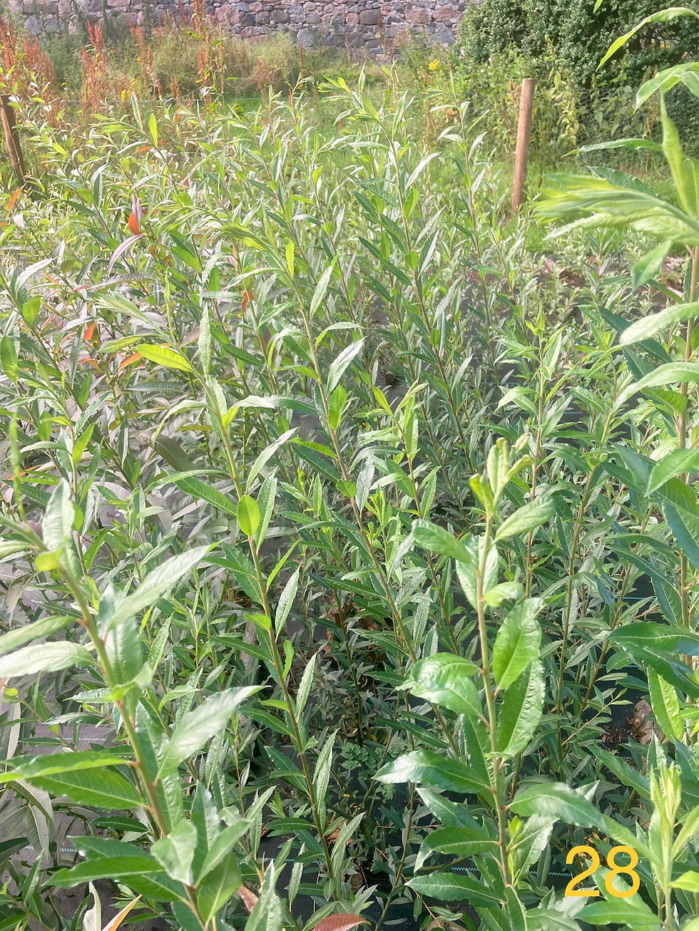 Ornamental & Winter Colours Willow Cuttings | Deeside Willow | UK