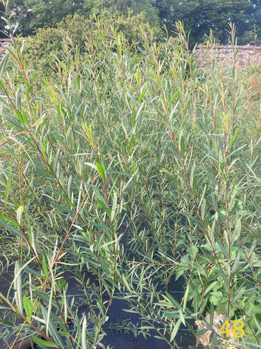 Brittany Blue - Salix purpurea | Deeside Willow