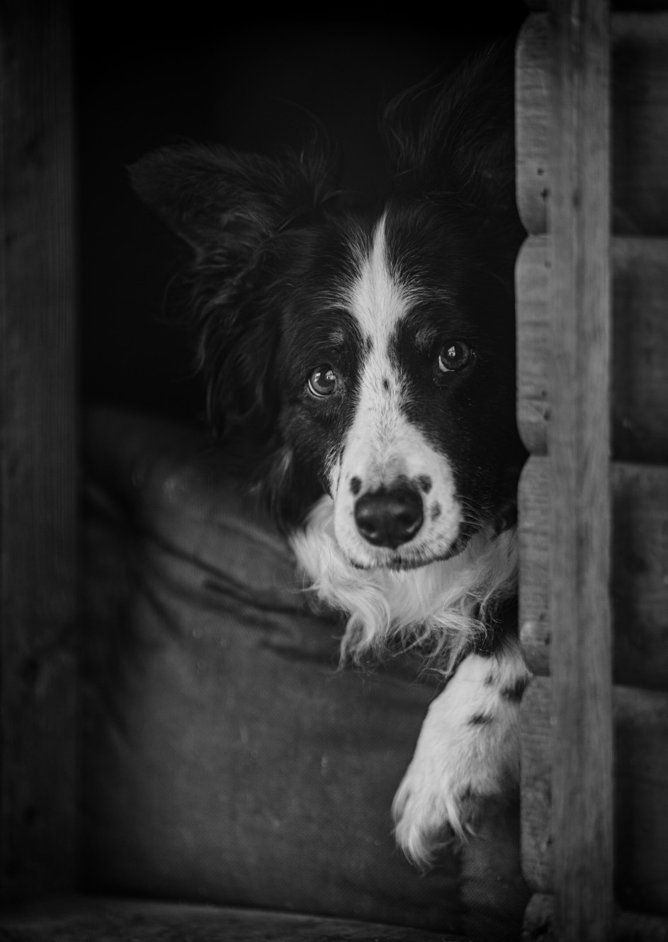 Copper Crest Photography | dog photographer