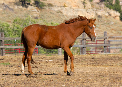 Cochise | wildhorses