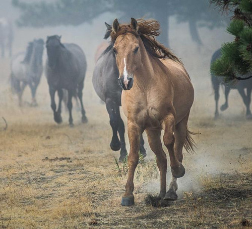 Red Hawk | wildhorses