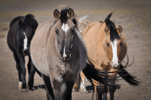 Spanish Mustangs | wildhorses