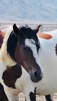 Tahiyah | wildhorses