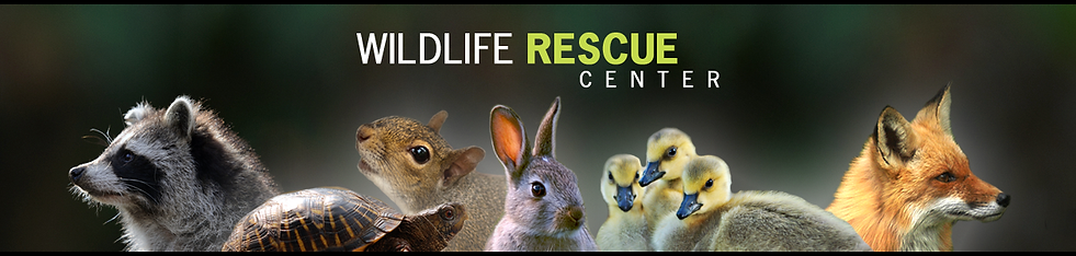 Volunteer | Missouri Wildlife Rescue Center | United States