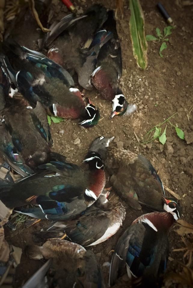 Waterfowl Hunting | Walkerton, Ontario | Wingfeather Outfitters