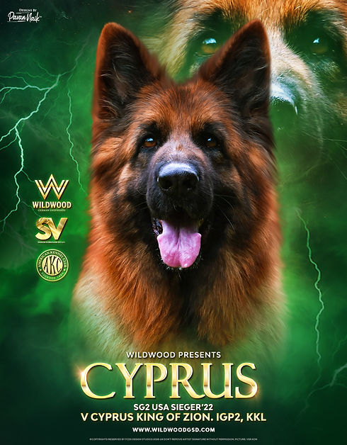 Cyprus | Wildwood German Shepherds
