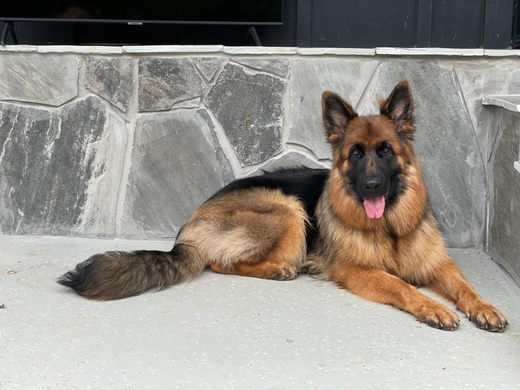 Cyprus | Wildwood German Shepherds