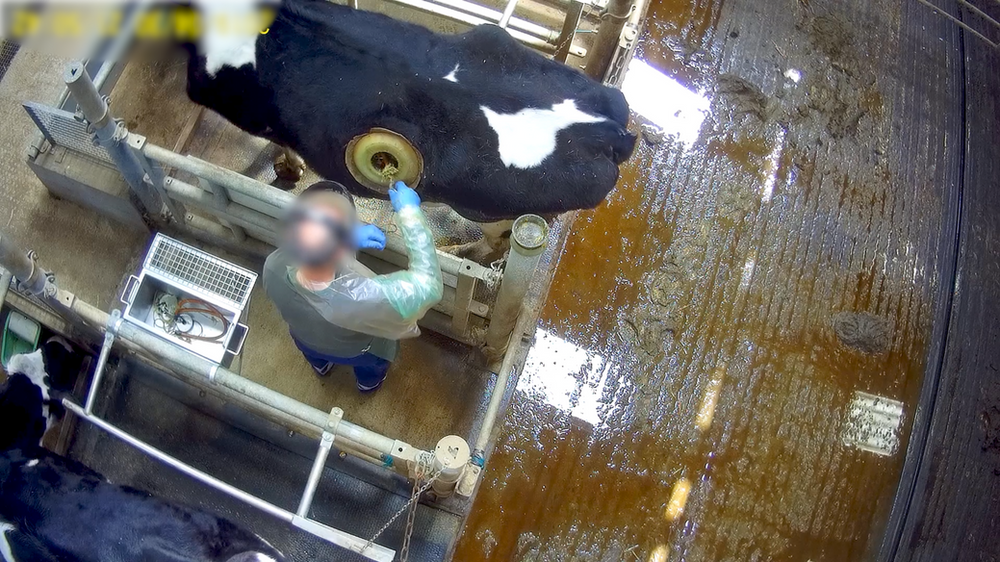 Falso o verdadero: ¿vacas con agujeros en sus estómagos?