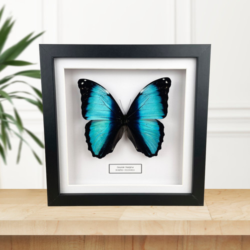 Scarce Morpho (Morpho deidamia) Handmade Box Frame | DeadSet Co.