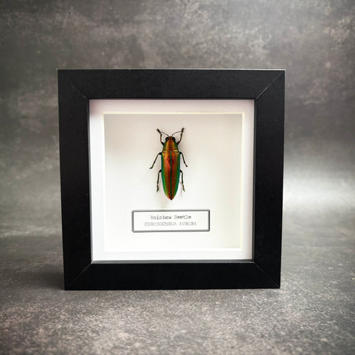 Rainbow Beetle (Chrysochroa aurora) Handmade Beetle Box Frame | DeadSet Co.