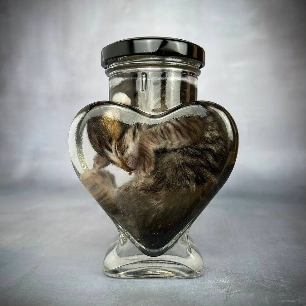 DeadSet Co. | Wet Specimens | Taxidermy