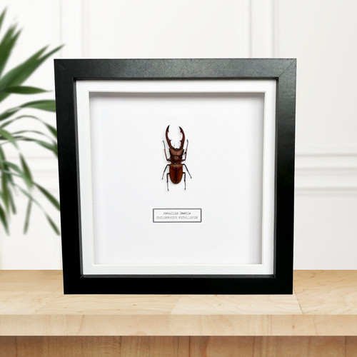Metallic Stag Beetle (Cyclommatus metallifer) Handmade Box Frame ...
