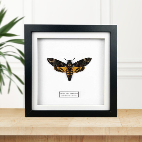 Deaths Head Hawk Moth (Acherontia atropos) Handmade Box Frame | DeadSet Co.