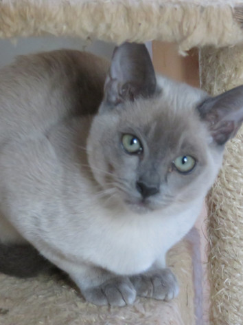 Swirl | Siamese Queen | Sialaxy