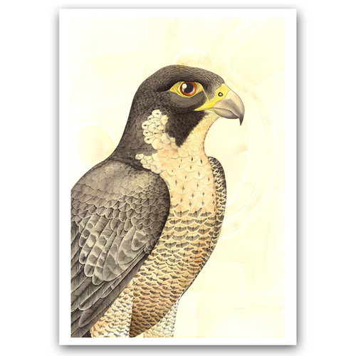 PEREGRINE FALCON | Art Print | nicoleberlach