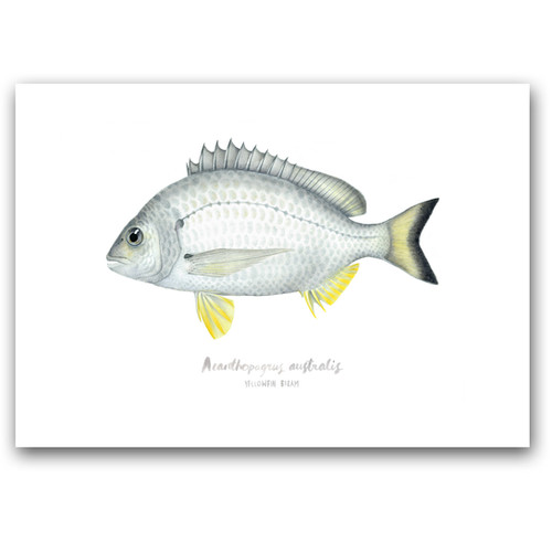 BREAM | A3 Art Print | nicoleberlach